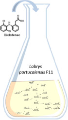 细菌菌株 Labrys portucalensis F11对双氯芬酸的生物降解,Ecotoxicology and Environmental ...