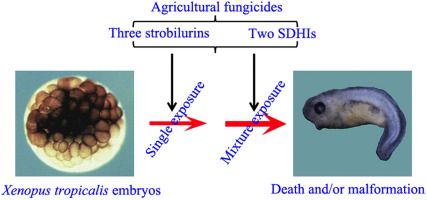 Single and mixture toxicity of strobilurin and SDHI fungicides to ...