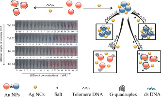 A colorimetric platform for sensitively differentiating telomere DNA with different lengths ...