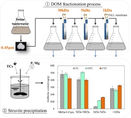 猪粪废水回收鸟粪石过程中溶解性有机物对四环素转运的影响,Water Research - X-MOL