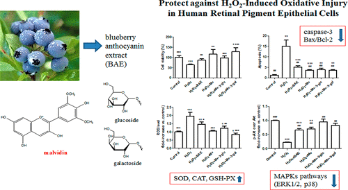 Protective Effects of Blueberry Anthocyanins against H2O2-Induced ...