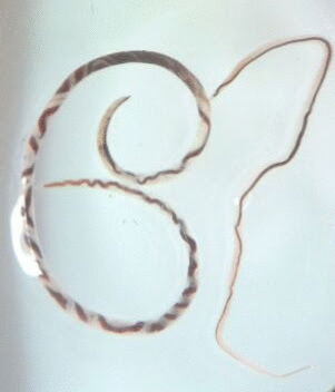 Diagnosing and Understanding Angiostrongyliasis, A Zoonotic Cause of ...