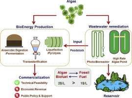 Can algae-based technologies be an affordable green process for biofuel ...