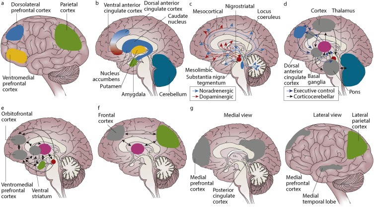 The pharmacology of amphetamine and methylphenidate: Relevance to the ...