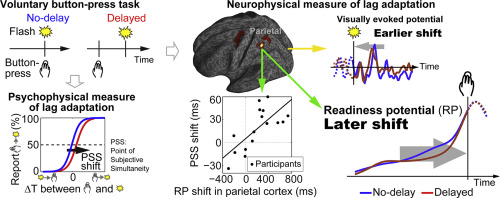 Temporal recalibration of motor and visual potentials in lag adaptation ...
