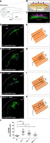 An Attractive Reelin Gradient Establishes Synaptic Lamination in the Vertebrate Visual System ...