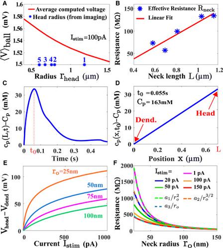 Deconvolution of Voltage Sensor Time Series and Electro-diffusion Modeling Reveal the Role of ...