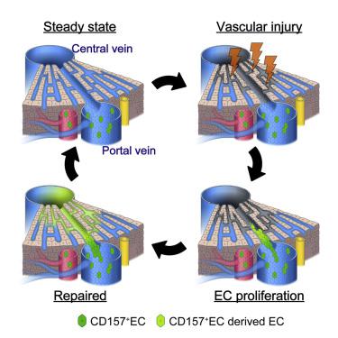 CD157 Marks Tissue-Resident Endothelial Stem Cells with Homeostatic and ...