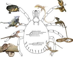 Rickettsial infection in ticks (Acari: Ixodidae) from reptiles in the ...