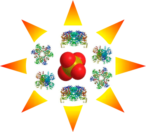 通过酶级联比色法测定硫酸酯酶活性的高通量硫酸盐,Analytical Chemistry - X-MOL