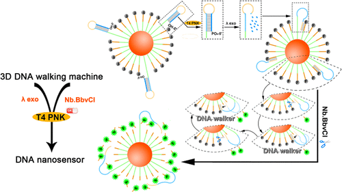 A Dual-Enzyme-Assisted Three-Dimensional DNA Walking Machine Using T4 Polynucleotide Kinase as ...