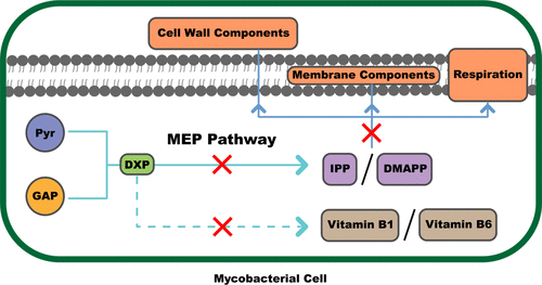 The Methylerythritol Phosphate Pathway: Promising Drug Targets in the ...
