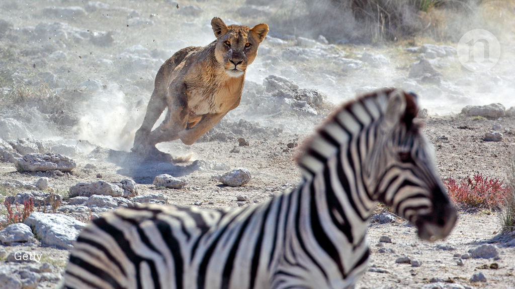 Evolutionary race as predators hunt prey.,Nature - X-MOL