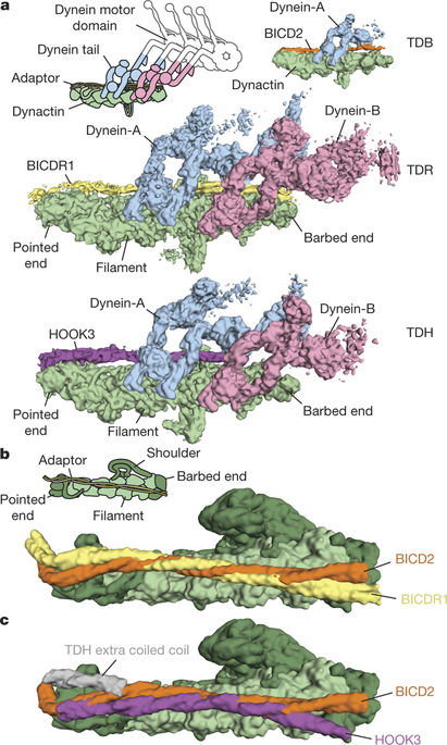 Cryo-EM shows how dynactin recruits two dyneins for faster movement ...