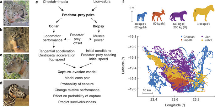 Biomechanics of predator–prey arms race in lion, zebra, cheetah and ...