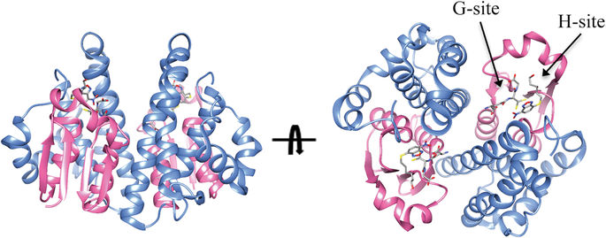Glutathione transferases: substrates, inihibitors and pro-drugs in ...