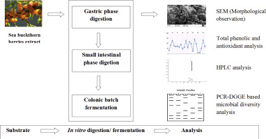 沙棘 浆果中多酚类化合物的结肠发酵：通过主成分分析评估对微生物多样性的影响,Food Research International - X-MOL