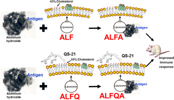 Immune response to antigen adsorbed to aluminum hydroxide particles ...