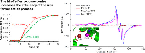 Study of manganese binding to the ferroxidase centre of human H-type ...