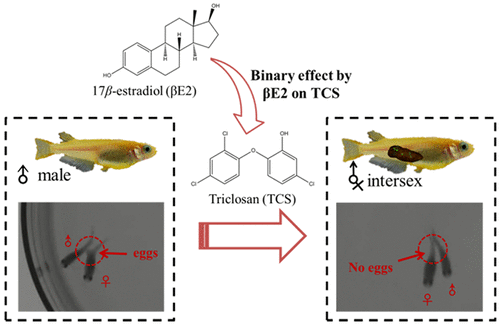 Adverse Effects of Triclosan and Binary Mixtures with 17β-Estradiol on ...