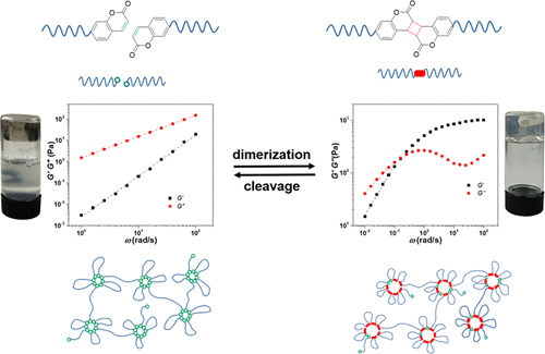Unusual Transient Network and Rheology of a Photoresponsive Telechelic ...