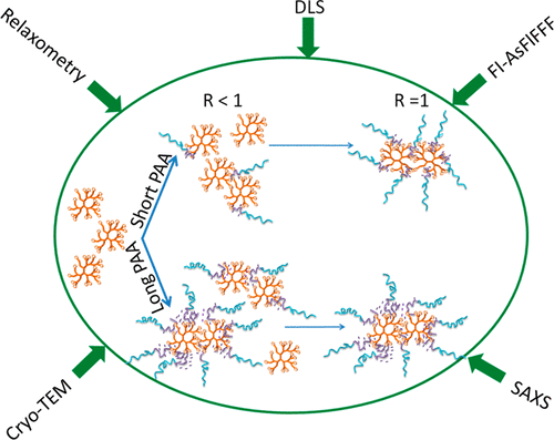 Mechanistic Insights into Polyion Complex Associations,Macromolecules ...