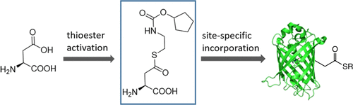 Site-Specific Incorporation of a Thioester Containing Amino Acid into ...