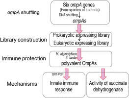Six genes of ompA family shuffling for development of polyvalent ...