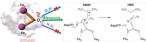 当 Rl DddP双核铁DMSP裂解酶催化时，DMSP如何分解？,Journal of Catalysis - X-MOL
