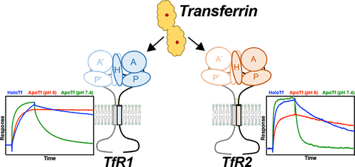 转铁蛋白受体TfR1和TfR2通过不同的机制结合转铁蛋白,Biochemistry - X-MOL