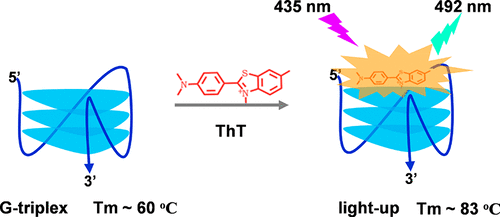 Stable and Label-Free Fluorescent Probe Based on G-triplex DNA and ...