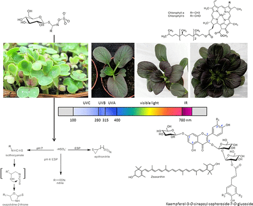 Effects of Developmental Stages and Reduced UVB and Low UV Conditions on Plant Secondary ...