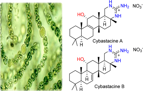 Cybastacines A and B: Antibiotic Sesterterpenes from a Nostoc sp ...