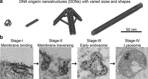 Visualization of the Cellular Uptake and Trafficking of DNA Origami ...