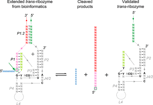 Kinetic Parameters of trans Scission by Extended HDV-like Ribozymes and ...