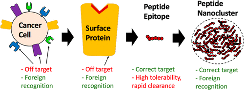 Cross-Linked Peptide Nanoclusters for Delivery of Oncofetal Antigen as ...