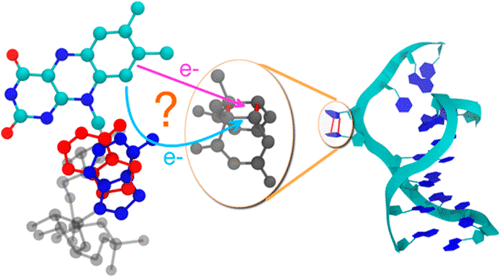 Determinants of Photolyase’s DNA Repair Mechanism in Mesophiles and ...