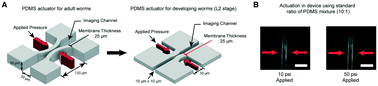 On-chip functional neuroimaging with mechanical stimulation in ...