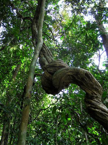 Lianas reduce community‐level canopy tree reproduction in a Panamanian ...