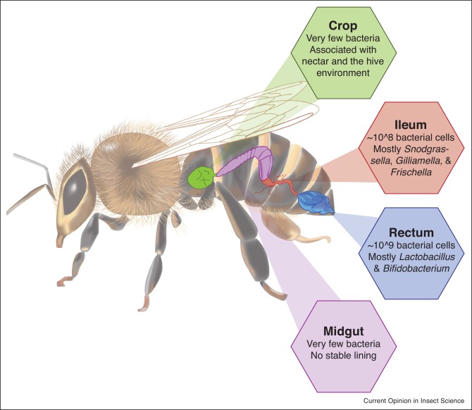 The role of the gut microbiome in health and disease of adult honey bee ...