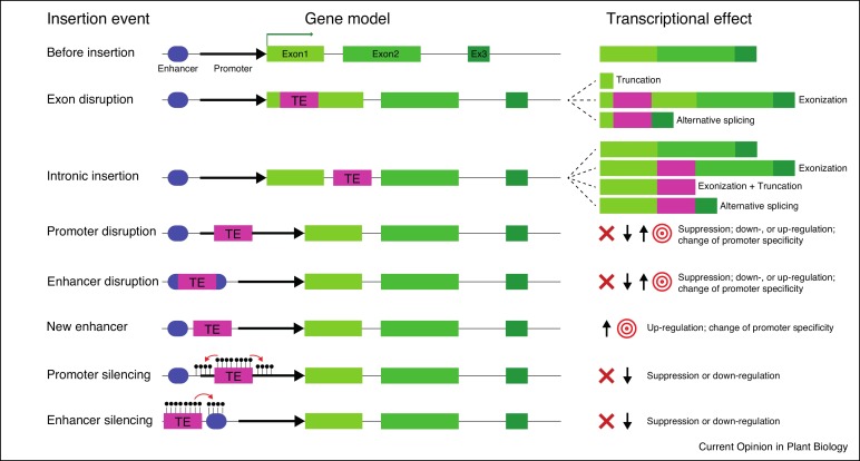 Transposons: a blessing curse,Current Opinion in Plant Biology - X-MOL