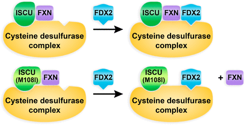 ISCU(M108I) and ISCU(D39V) Differ from Wild-Type ISCU in Their Failure ...