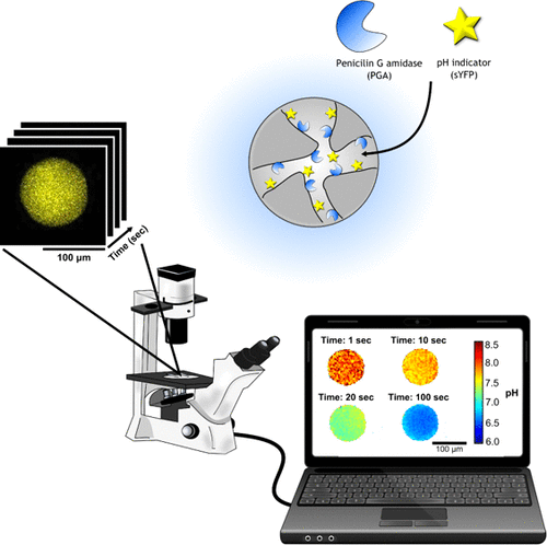 Biobased, Internally pH-Sensitive Materials: Immobilized Yellow ...