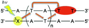 Thermally induced hopping model for long-range triplet excitation ...