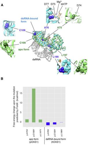 Heterozygous Mutations in OAS1 Cause Infantile-Onset Pulmonary Alveolar ...