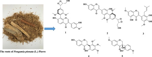 Anti-inflammatory isoflavones and isoflavanones from the roots of ...