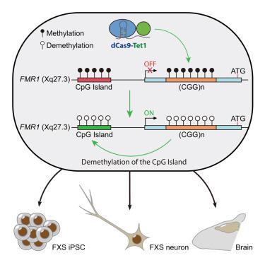 通过 FMR1 基因的 DNA 甲基化编辑拯救脆性 X 综合征神经元。,Cell - X-MOL