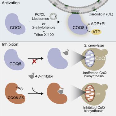 Conserved Lipid and Small-Molecule Modulation of COQ8 Reveals ...