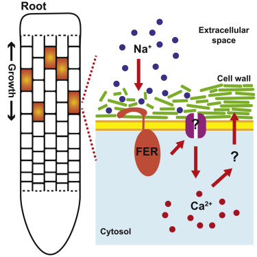 The FERONIA Receptor Kinase Maintains Cell-Wall Integrity during Salt ...