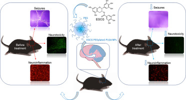 Epigallocatechin-3-gallate loaded PEGylated-PLGA nanoparticles: A new ...